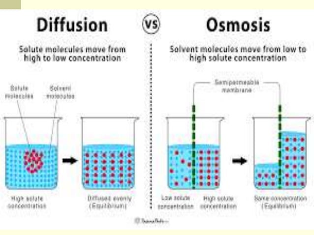 Diffusion-and-Osmosis-1.ppt