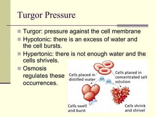 Diffusion-and-Osmosis-1.ppt