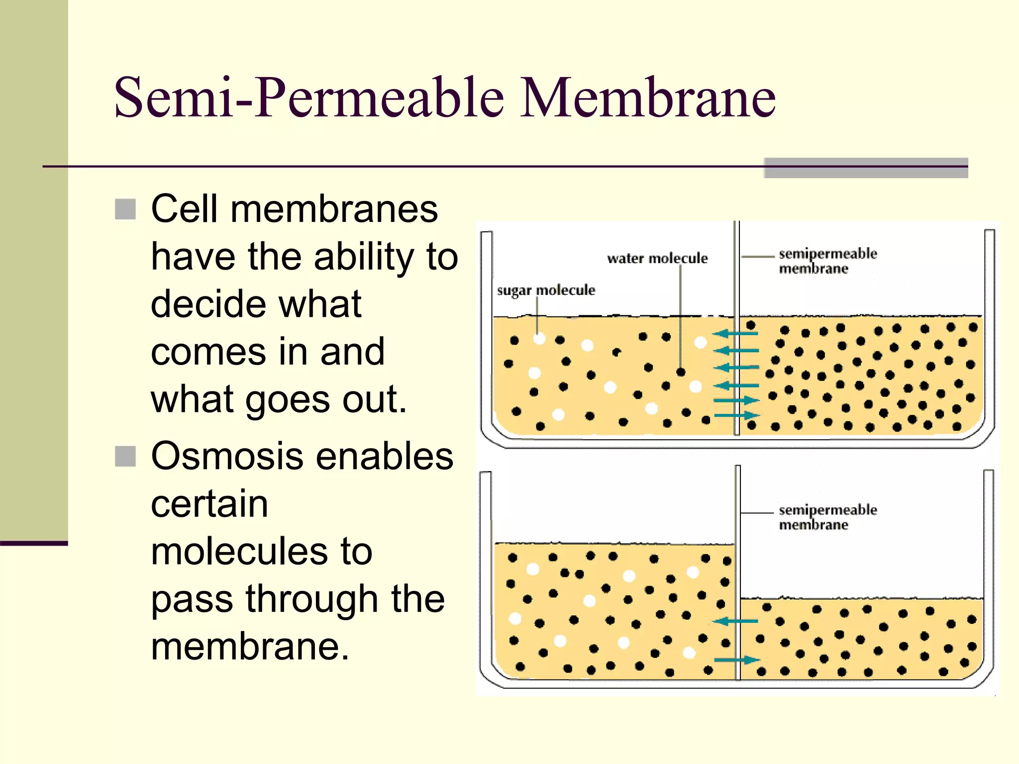 Diffusion-and-Osmosis.ppt