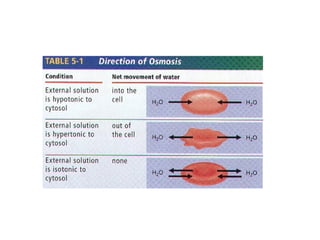 diffusion-and-osmosis a simple introduction.ppt