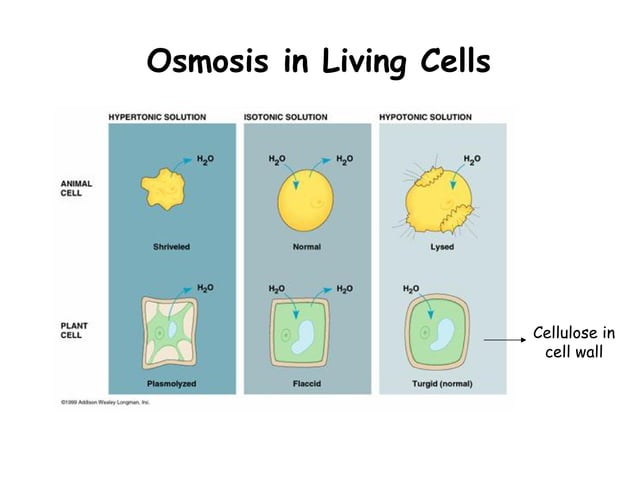 diffusion-and-osmosis a simple introduction.ppt