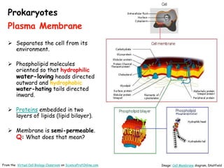 Diffusion-Osmosis-Lecture-PowerPoint-VCBCct.ppsx | Chemistry | Science