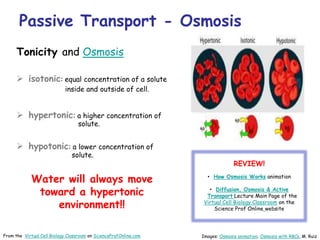 Diffusion-Osmosis-Lecture-PowerPoint-VCBCct.ppsx | Chemistry | Science