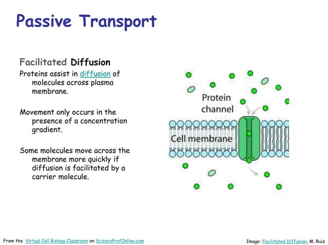 Diffusion-Osmosis-Lecture-PowerPoint-VCBCct.ppsx | Chemistry | Science