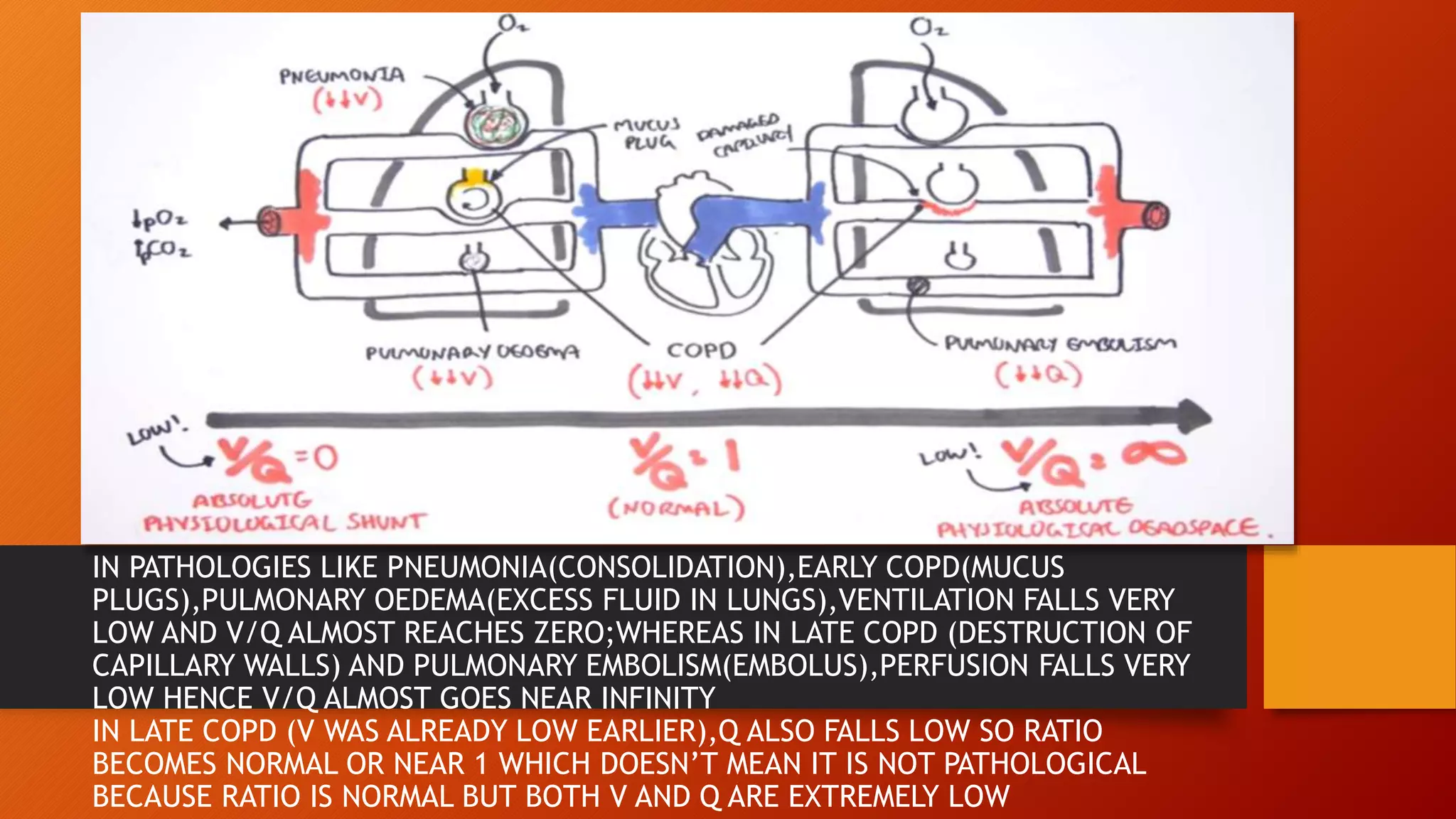 Diffusion across respiratory membrane ventilation perfusion ratio and ...