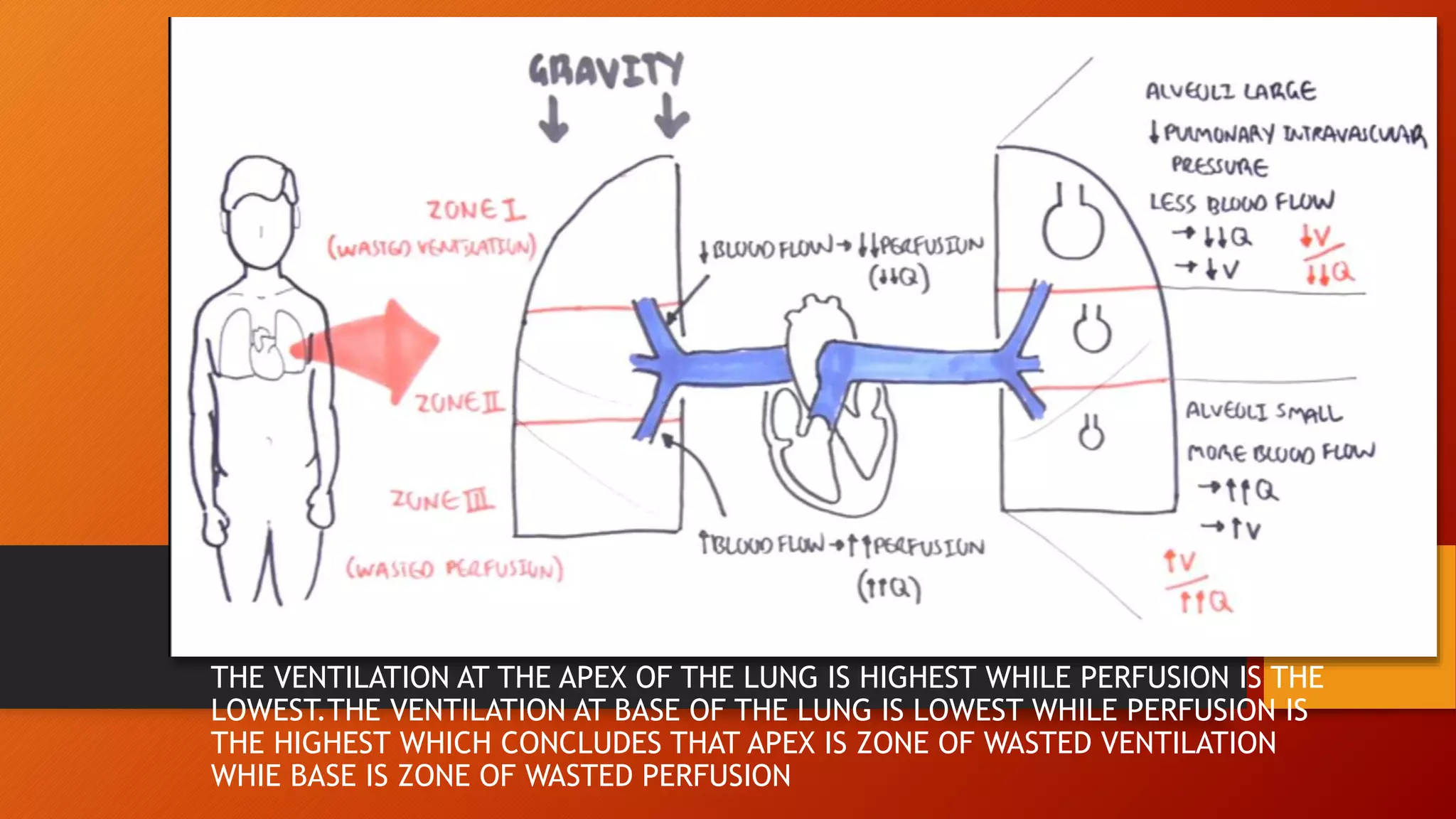 Diffusion across respiratory membrane ventilation perfusion ratio and ...