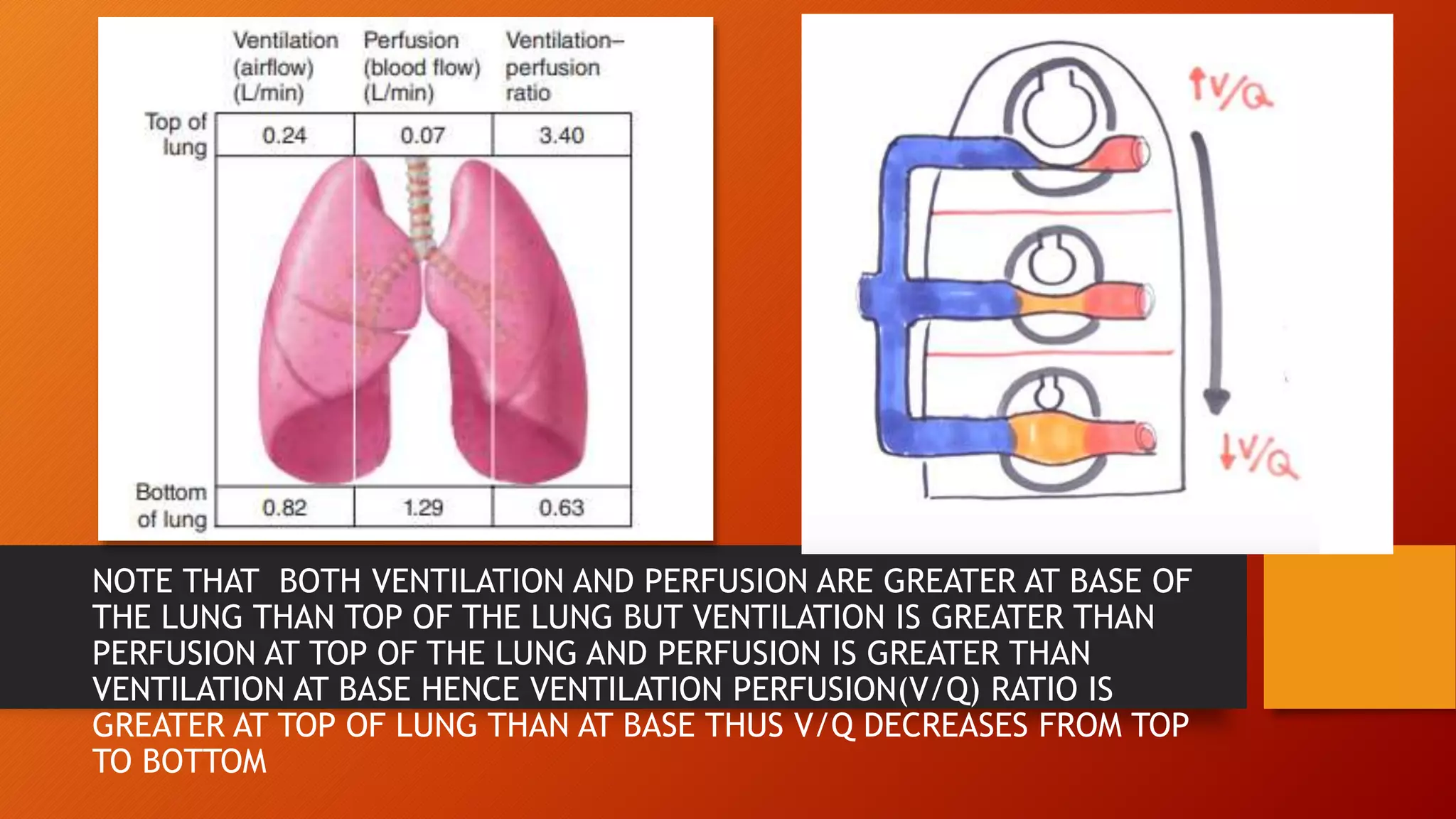 Diffusion across respiratory membrane ventilation perfusion ratio and abnormalities | PPTX