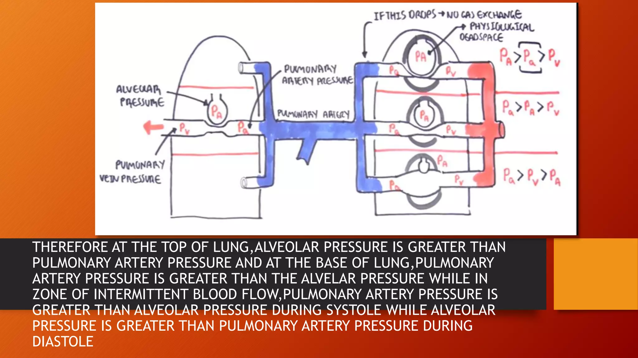 Diffusion across respiratory membrane ventilation perfusion ratio and ...