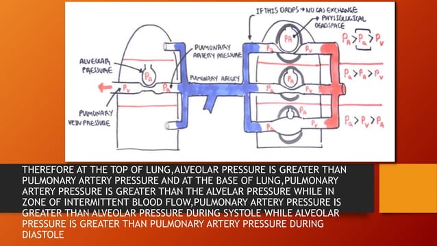 Diffusion across respiratory membrane ventilation perfusion ratio and abnormalities | PPTX