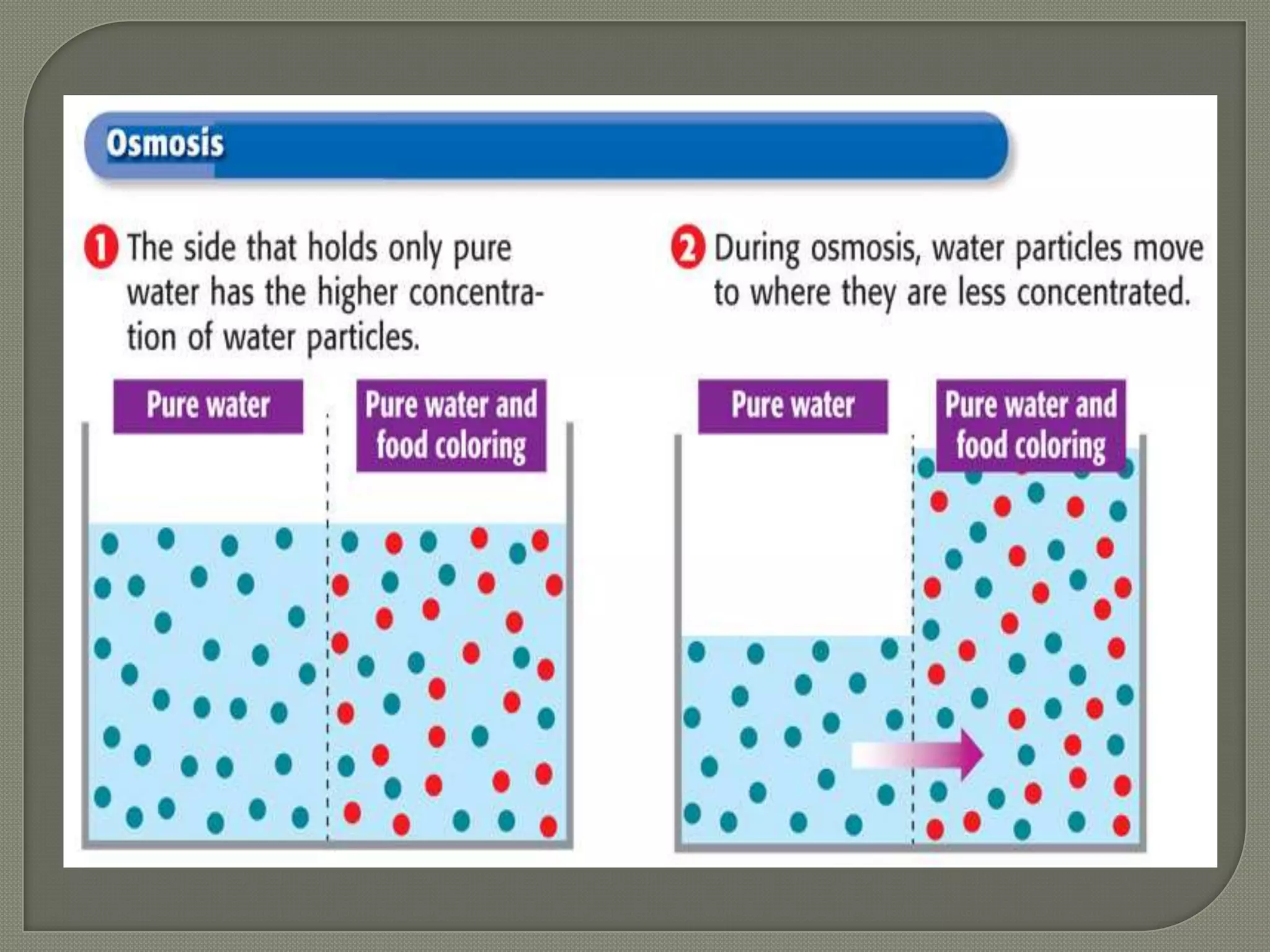 Diffusion And Osmosis | PPTX