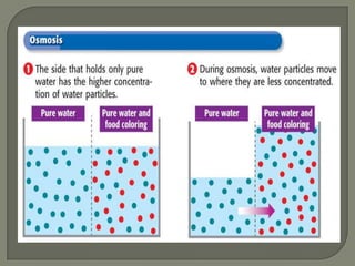 Diffusion And Osmosis | PPTX