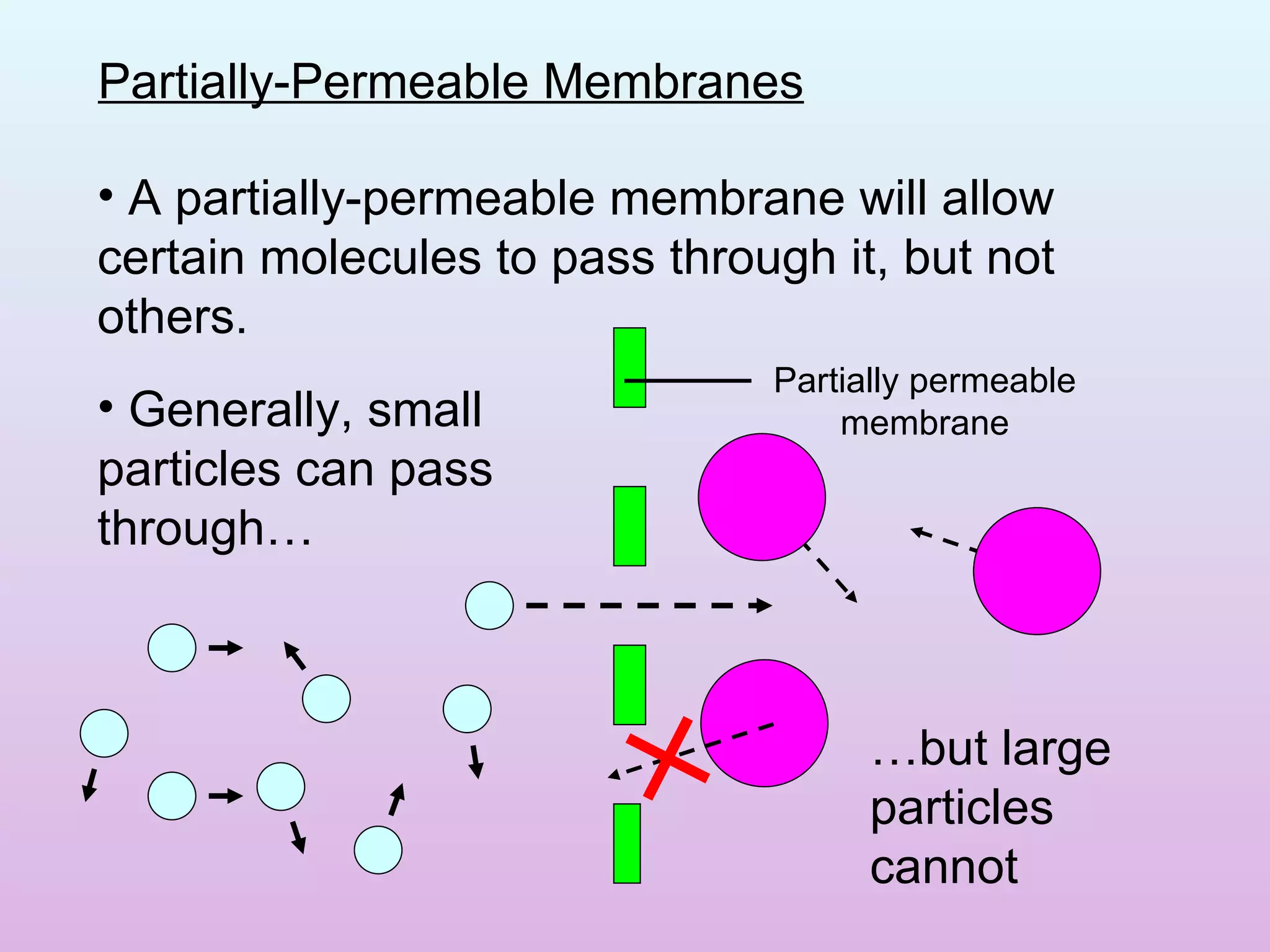 Diffusion And Osmosis | PPT