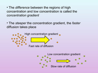 Diffusion And Osmosis | PPT