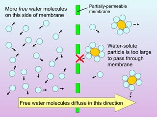 Diffusion And Osmosis | PPT | Chemistry | Science