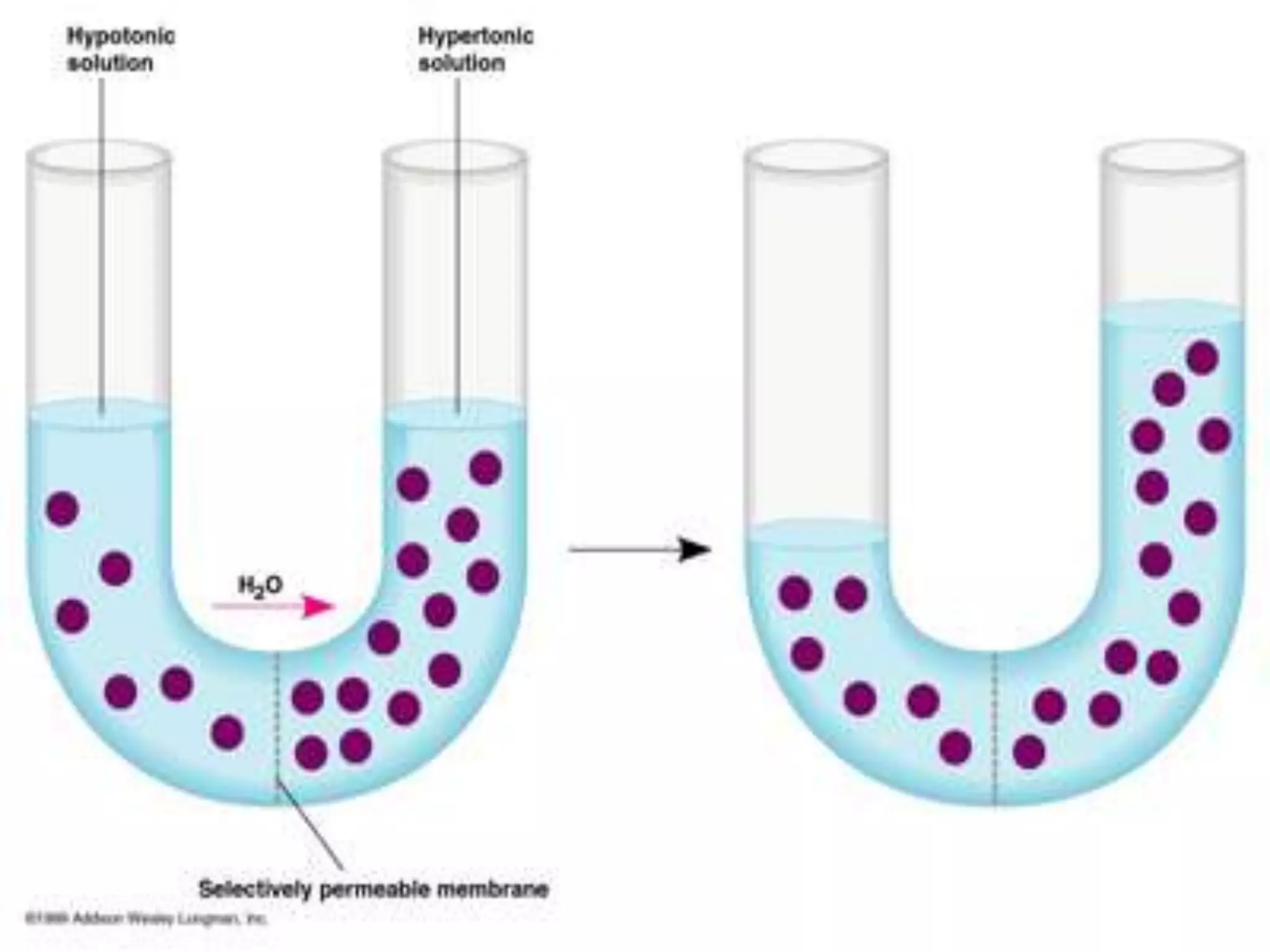 Diffusion and osmosis | PPTX