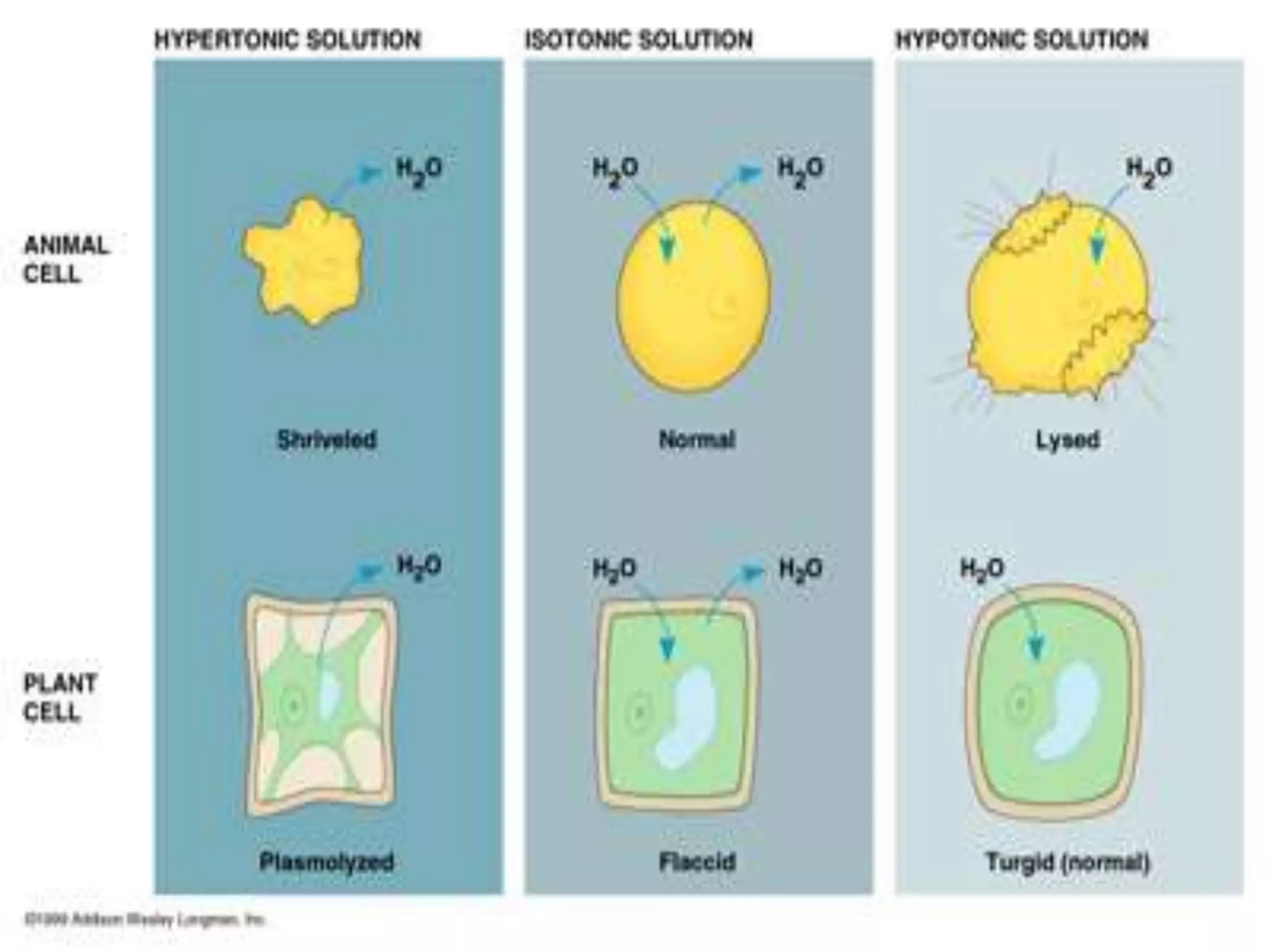 Diffusion and osmosis | PPTX