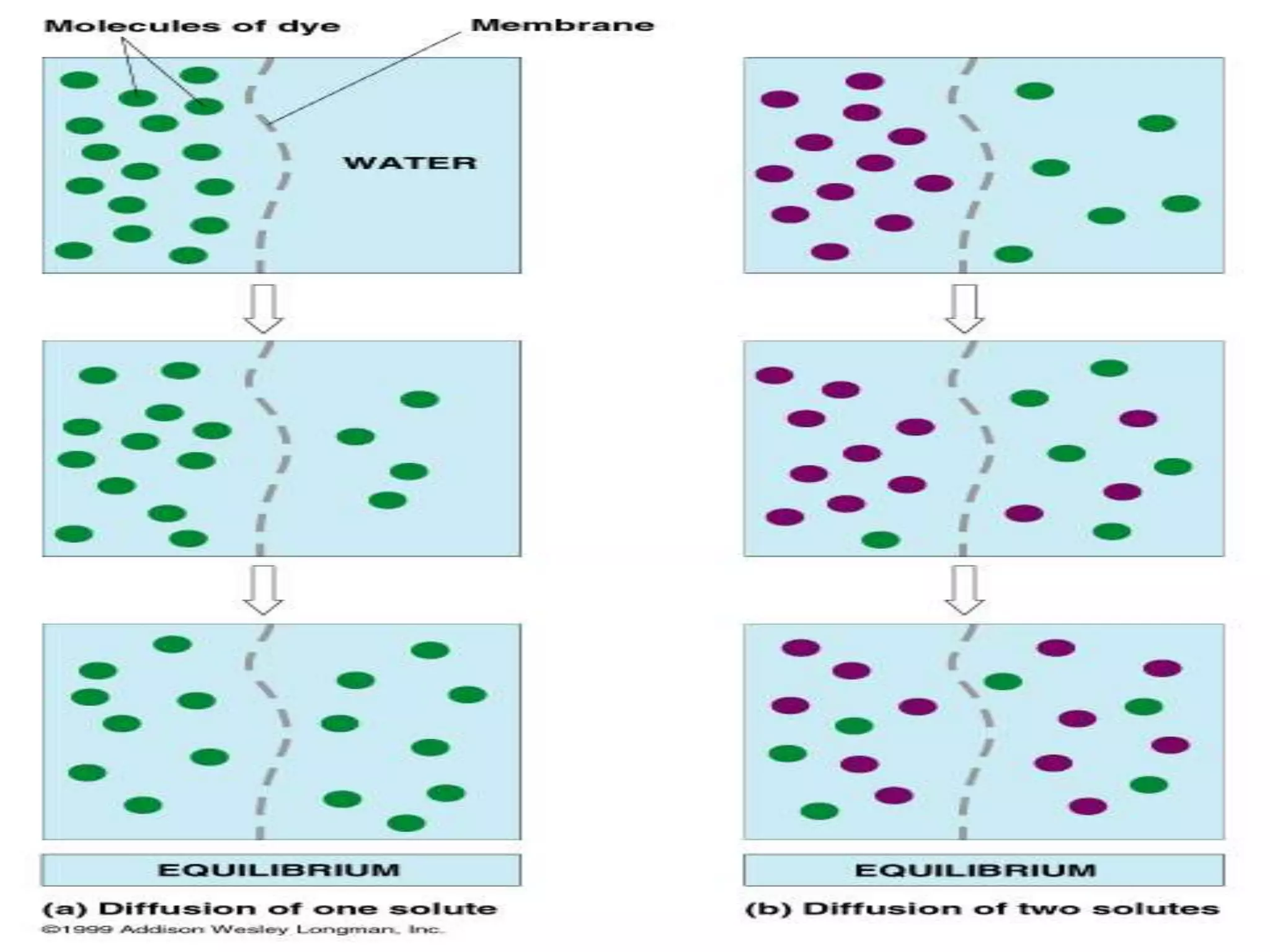 Diffusion and osmosis | PPTX
