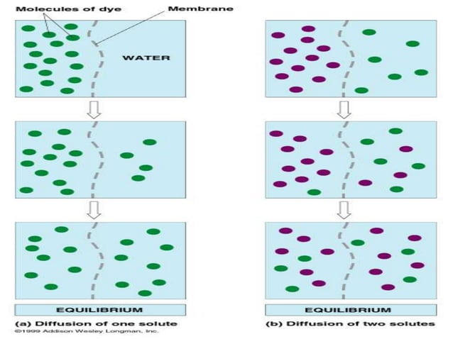 Diffusion and osmosis | PPTX