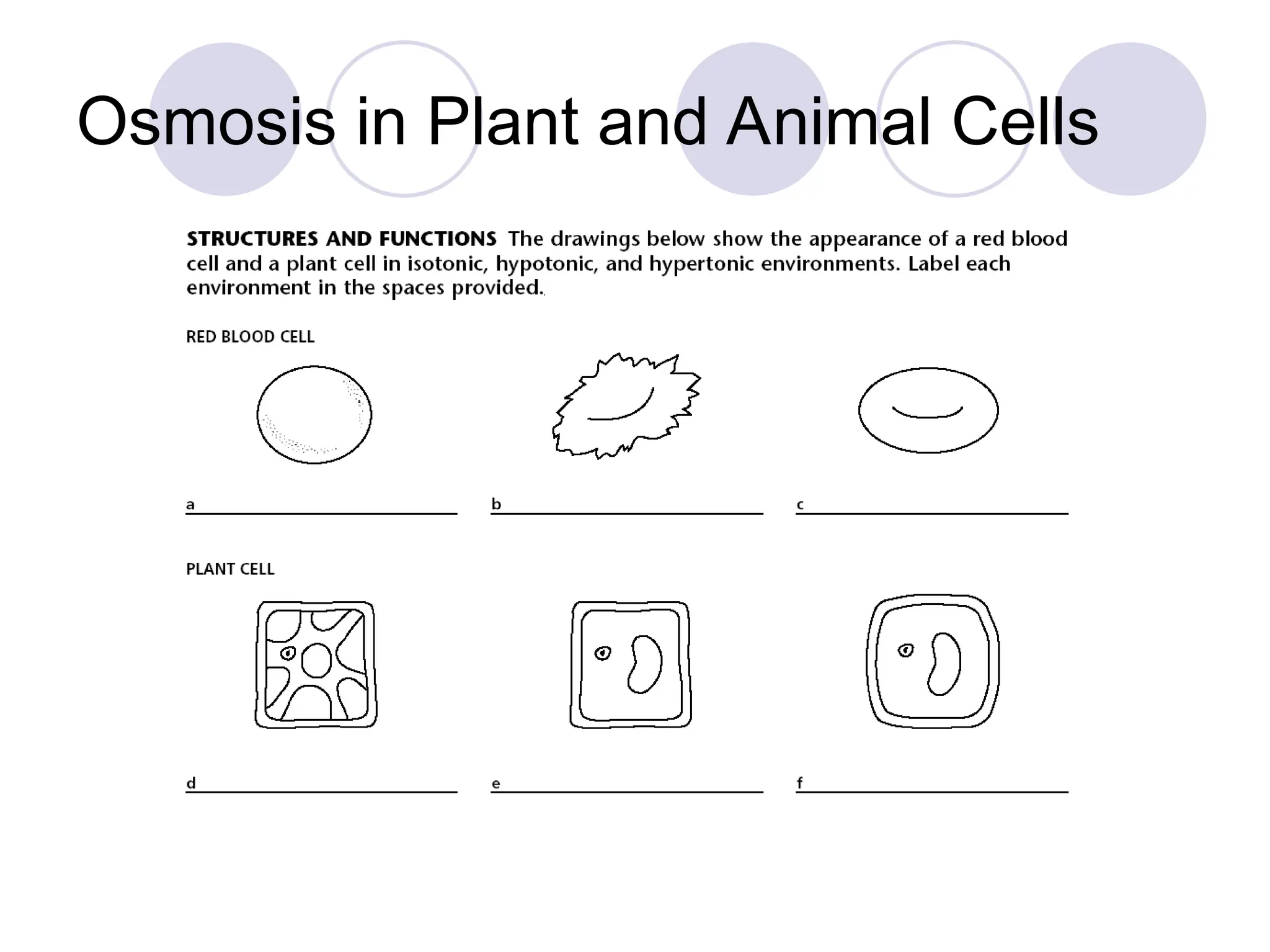 Diffusion and Osmosis PowerPoint Presentation | PPT | Chemistry | Science