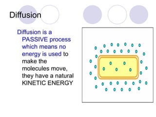 Diffusion and Osmosis PowerPoint Presentation | PPT