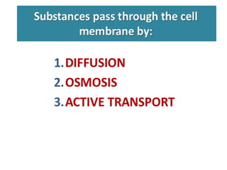 Diffusion and Osmosis PowerPoint Presentation | PPT | Chemistry | Science