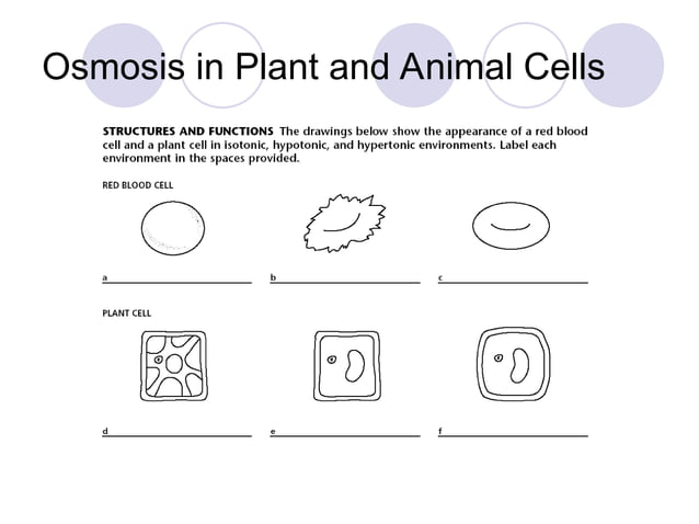 Diffusion and Osmosis PowerPoint Presentation | PPT | Chemistry | Science
