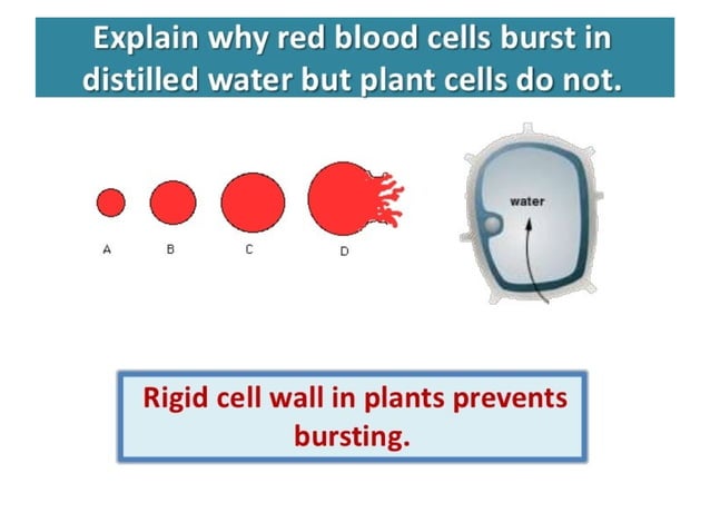 Diffusion and Osmosis PowerPoint Presentation | PPT | Chemistry | Science