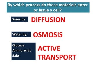 Diffusion and Osmosis PowerPoint Presentation | PPT | Chemistry | Science