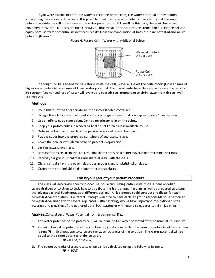 Potato Osmosis Lab Worksheet Answers Printable And Enjoyable Learning