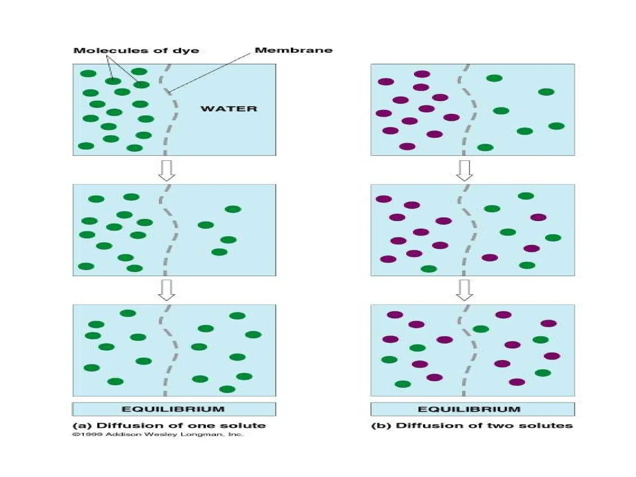 diffusion and osmosis related to body physiology | PPTX