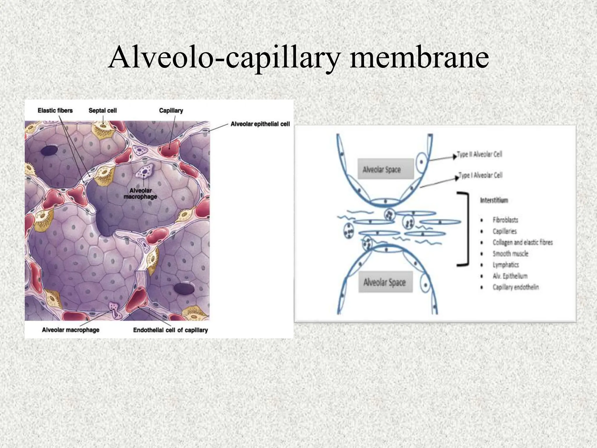 Diffusion Capacity: Indications and Interpretation | Jindal Chest ...