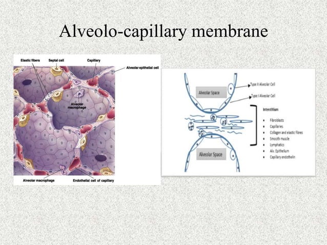 Diffusion Capacity: Indications and Interpretation | Jindal Chest ...