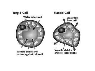 Diffusion, diffusion pressure, diffusion pressure deficit | PPTX