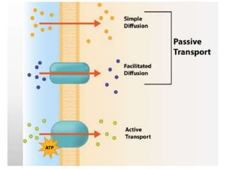 Diffusion, diffusion pressure, diffusion pressure deficit | PPTX