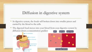Diffusion in biology lower secondary.pptx