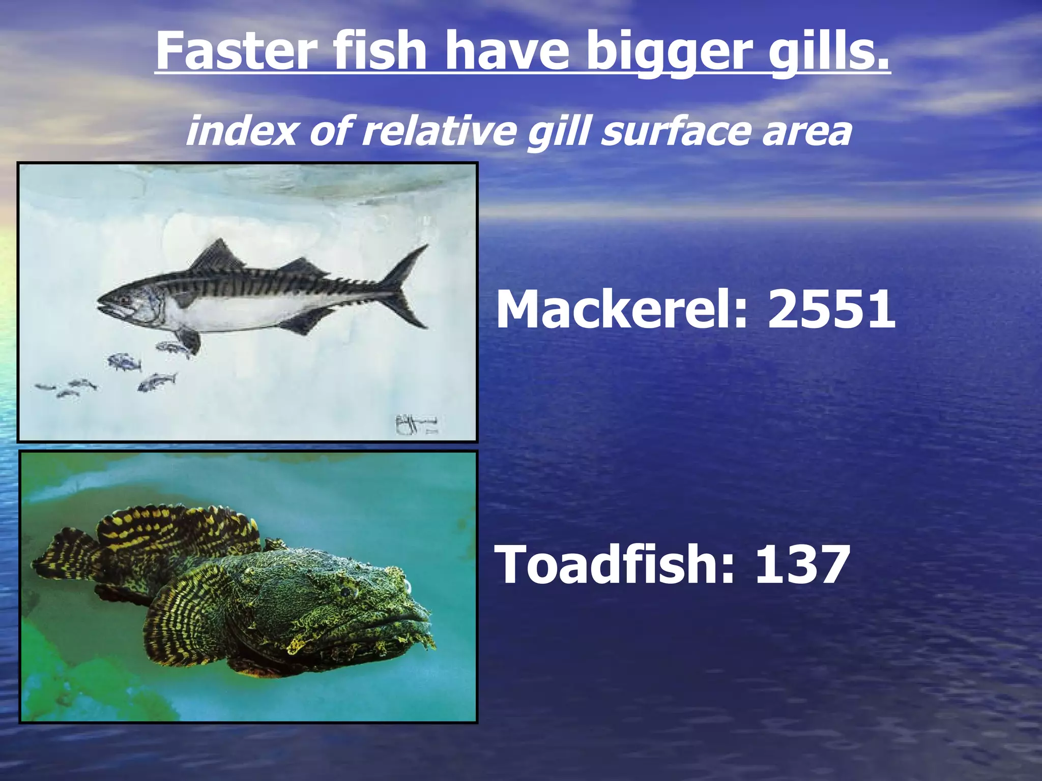 Diffusion In Fish Gills | PPT