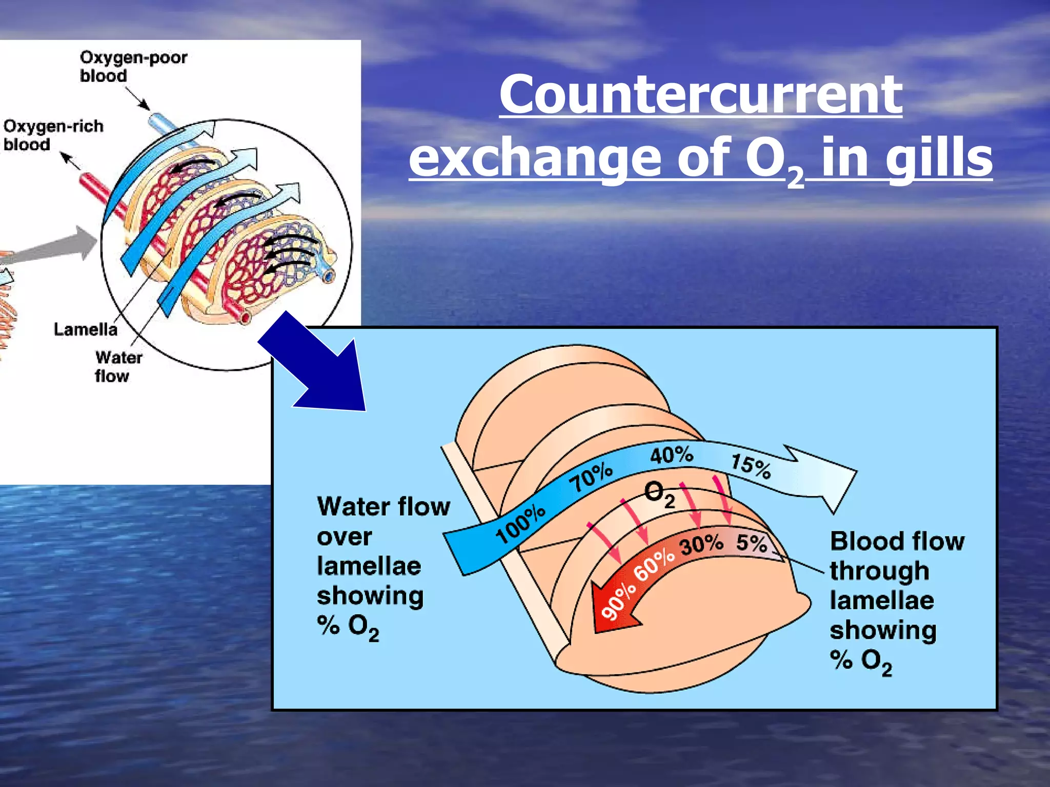 Diffusion In Fish Gills | PPT