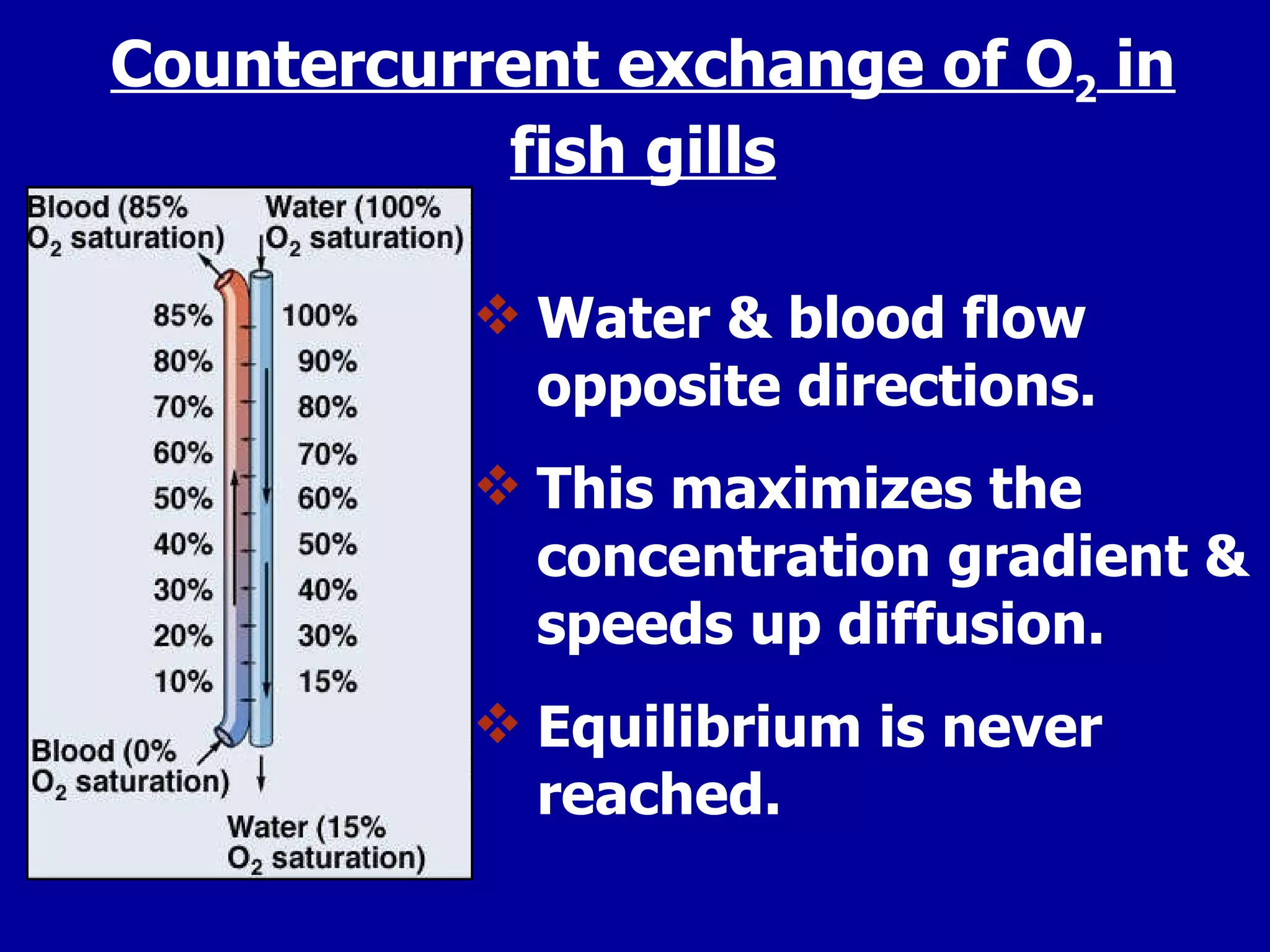 Diffusion In Fish Gills | PPT