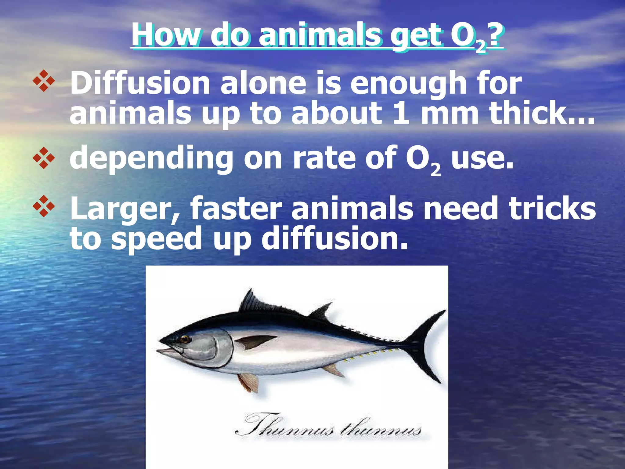 Diffusion In Fish Gills | PPT
