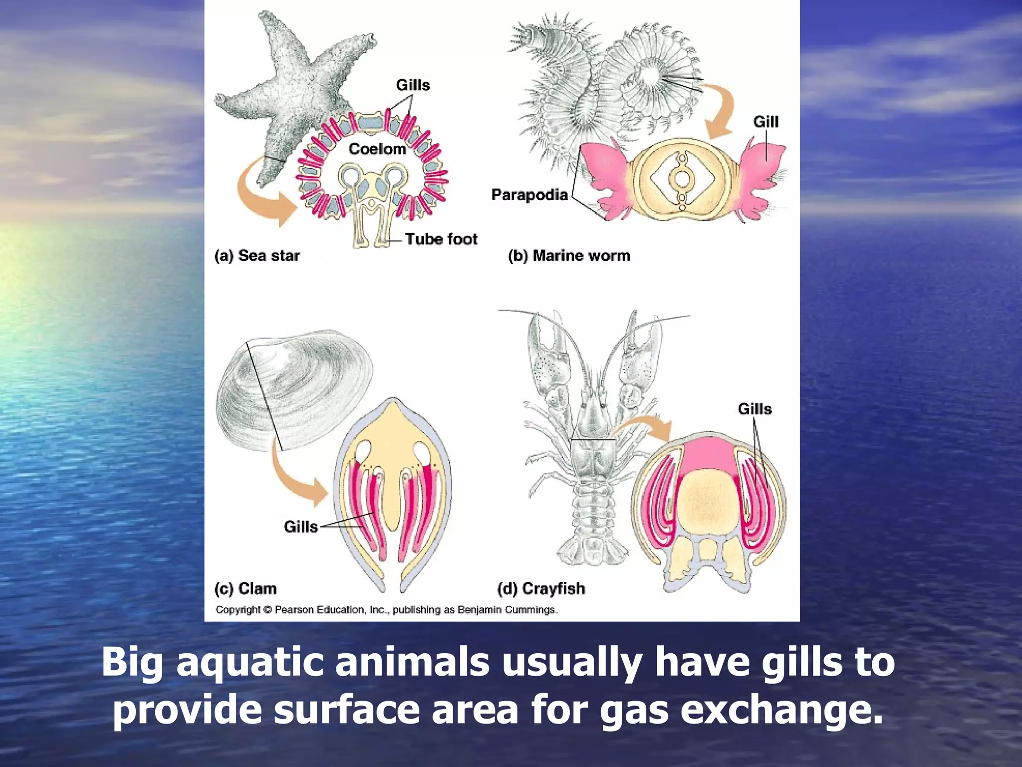 Diffusion In Fish Gills | PPT