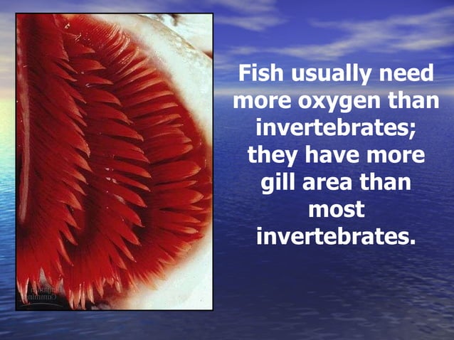Diffusion In Fish Gills | PPT | Fish and Aquariums | Pets