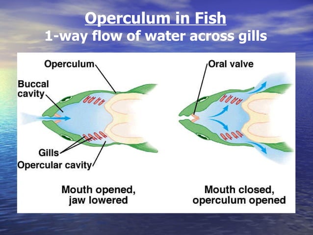 Diffusion In Fish Gills | PPT | Fish and Aquariums | Pets
