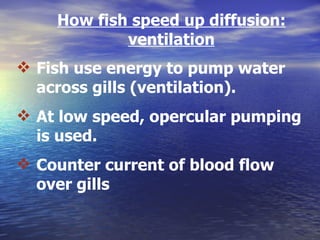 Diffusion In Fish Gills | PPT