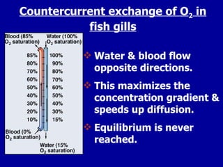 Diffusion In Fish Gills | PPT