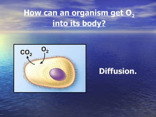 Diffusion In Fish Gills | PPT