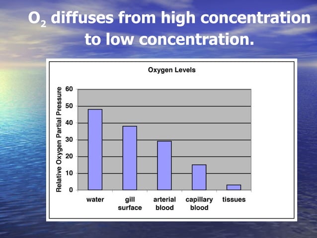 Diffusion In Fish Gills | PPT | Fish and Aquariums | Pets