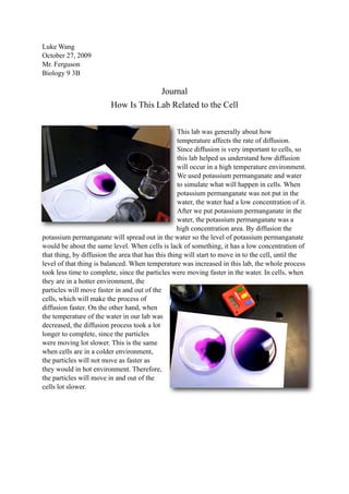 Diffusion lab report | PDF