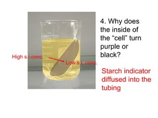 Diffusion Lab Review[1] | PPT