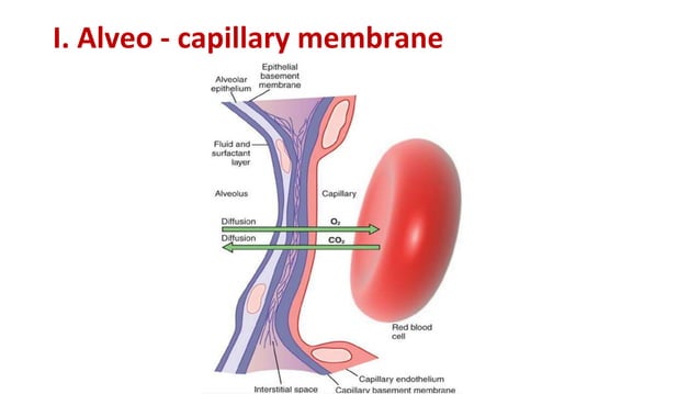 Diffusion of gases.pptx | Lung and Respiratory Health | Diseases and ...