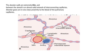 diffusion of gases.pptx involving carbon dioxide,nitrogen,oxygen | PPT